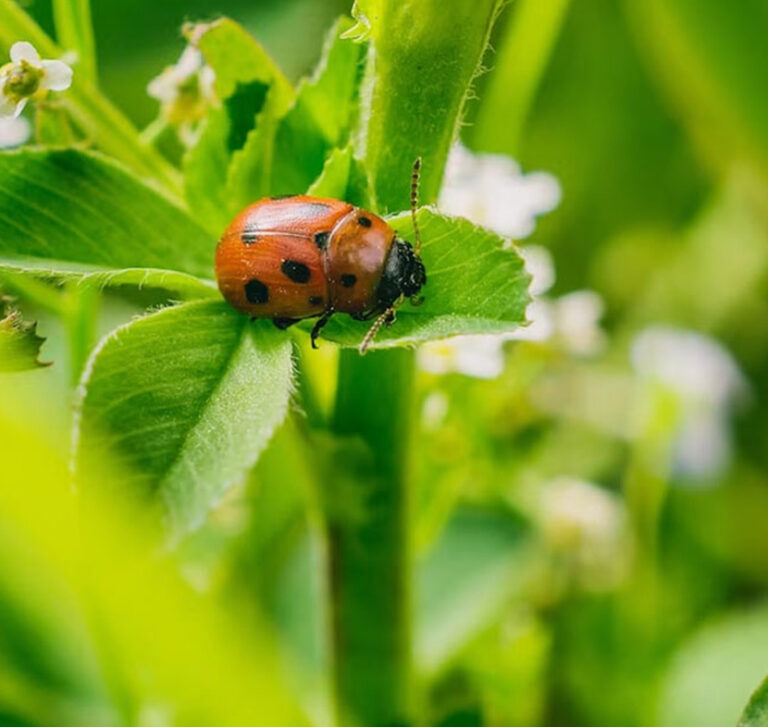 Pest/Disease Management – Proarb WA